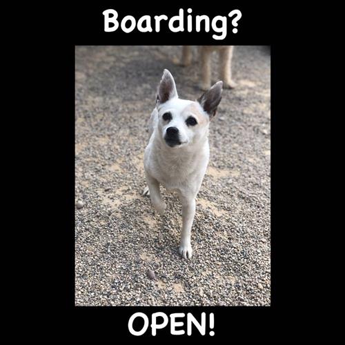 Sauk Prairie Small Animal Hospital & Shamrock Pet Resort | Veterinary ...