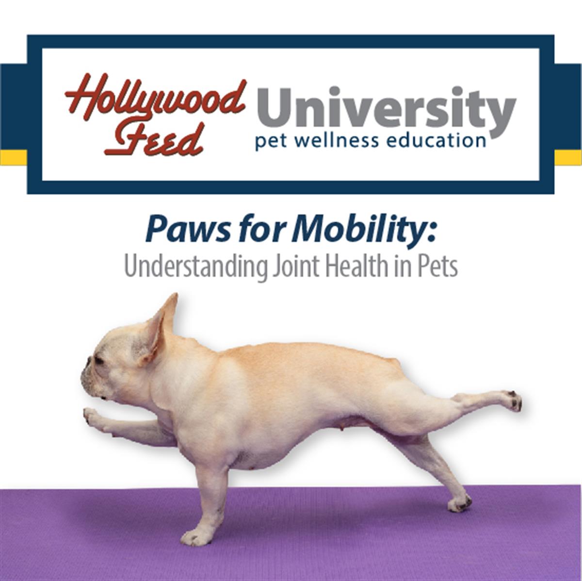 Hollywood Feed University Presents Online Course on Paws for Mobility ...