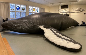 Journey into the Belly of a Humpback Whale - Feb 18, 2026 - event ...