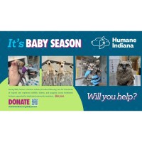 Humane Indiana Faces Critical “Baby Season” Surge Across Wildlife ...