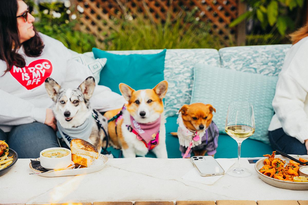 Dog Bar at Carmel Mission Inn - Jun 24, 2025