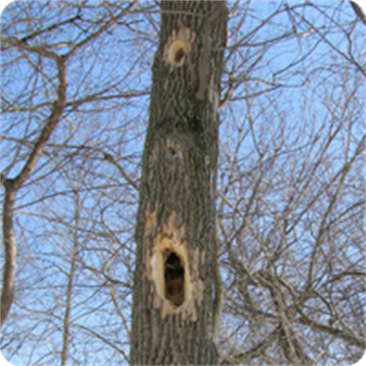 Nature Connections: Ash Tree - Feb 10, 2026 - Bay Area Chamber of ...