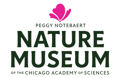 Insect Pinning 101 - Cicadas! at the Peggy Notebaert Nature Museum ...